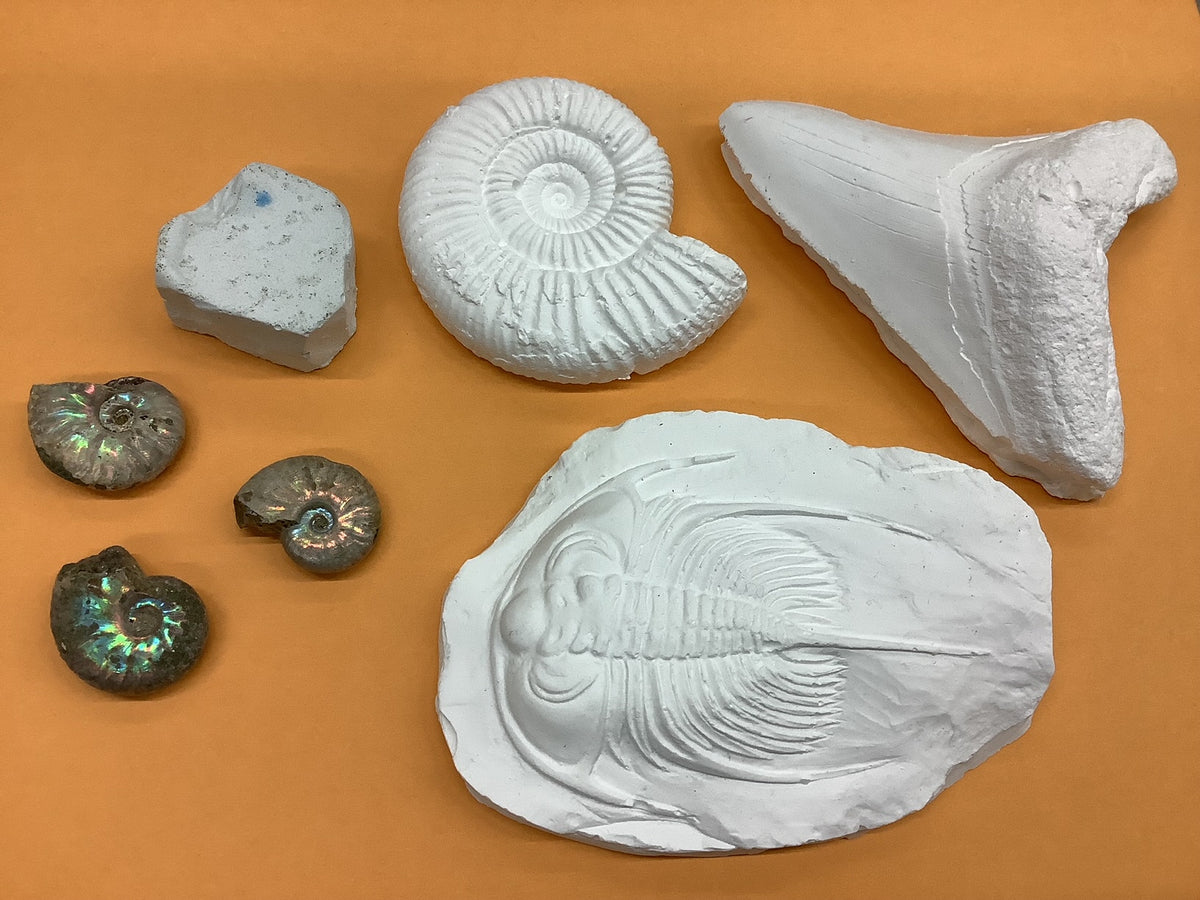 【JAF岐阜】初開催！JAFデー in 岐阜県博物館 「美しき鉱物の世界＆化石体験教室」 – ガクイチ